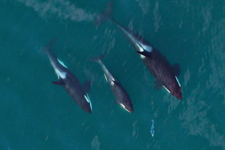 Southern Resident Killer Whales in 2022 - Orca Legacy