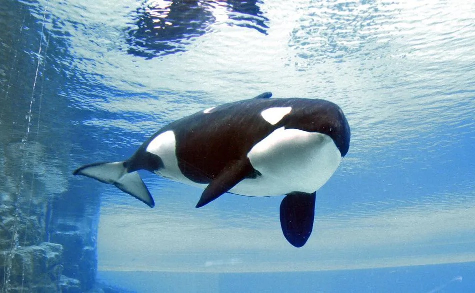 The tragic life of Kiska, Canada’s last captive orca - Orca Legacy